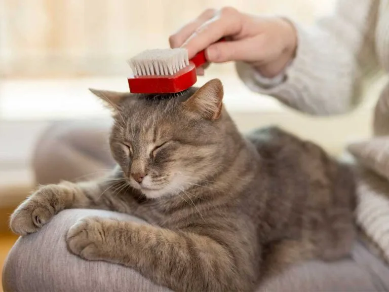 Cat Hygiene: Tips to Keep Your Cat Clean and Healthy - Happy Pet Zone