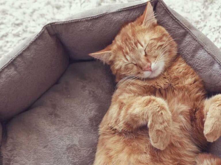 Why Do Cats Need Their Own Beds? Benefits, Comfort and Routine for your ...