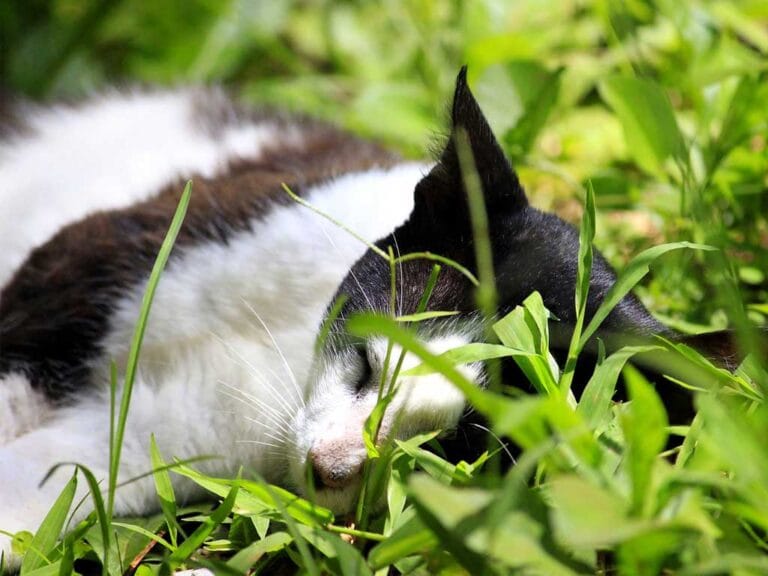 How to Treat a Poisoned Cat at Home: A Step-by-Step Emergency Guide ...