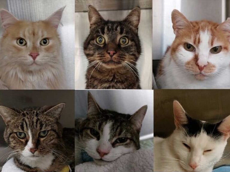 Is Your Cat in Pain? The Feline Grimace Scale Explained - Happy Pet Zone