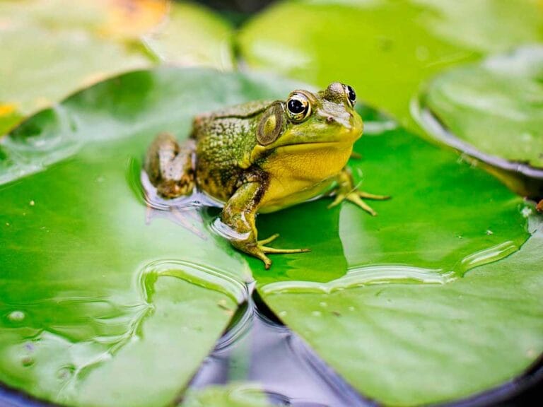 Definitive Guide to Frog Breeding: Everything You Need to Know - Happy ...